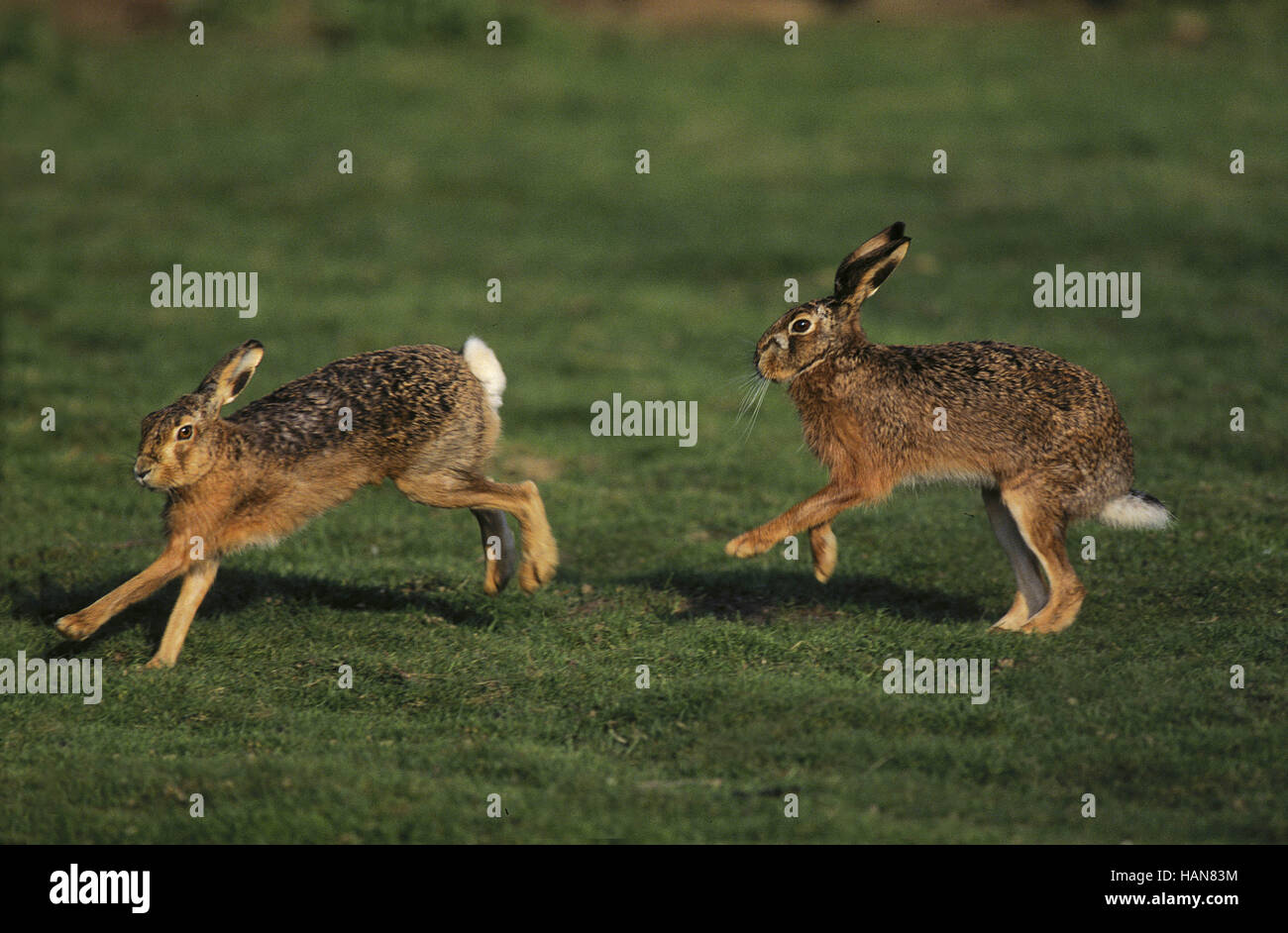 Europaeischer europaeisches german germany action hi-res stock ...