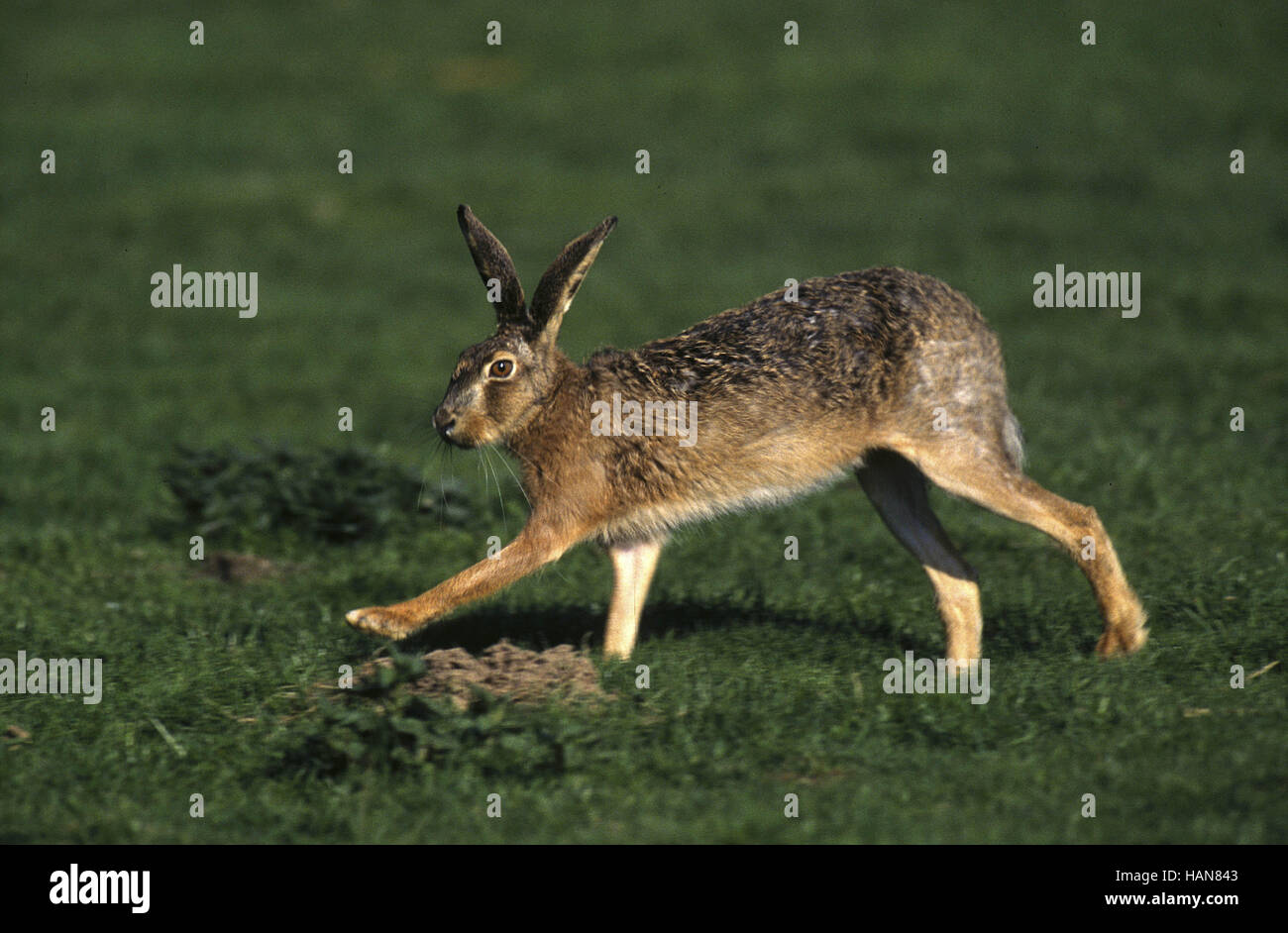 German hare hi-res stock photography and images - Alamy