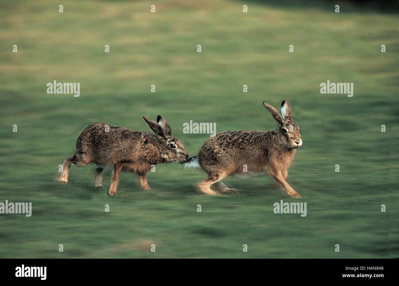 Paarungsverhalten hi-res stock photography and images - Alamy