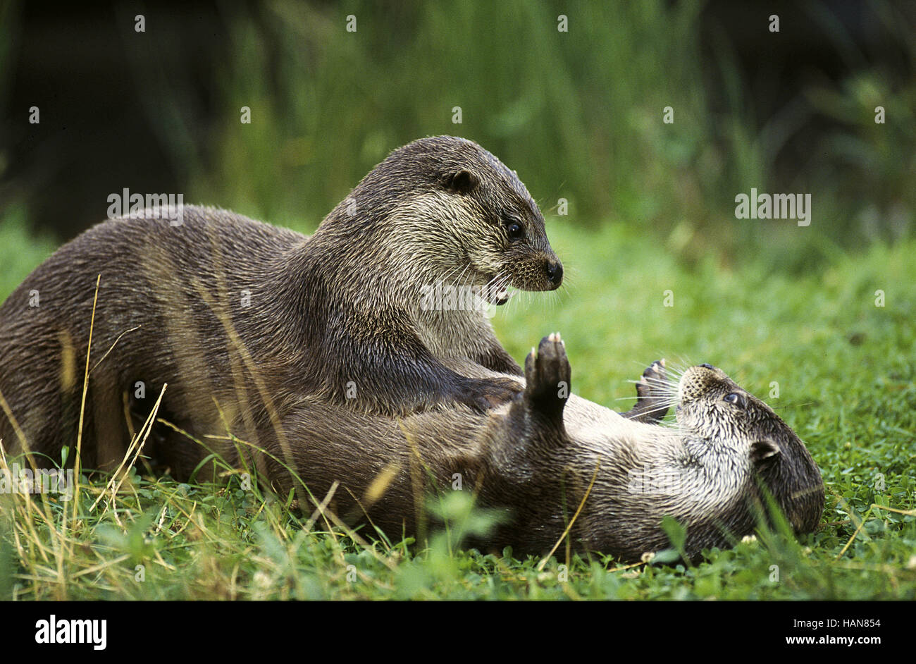 Junger otter hi-res stock photography and images - Alamy