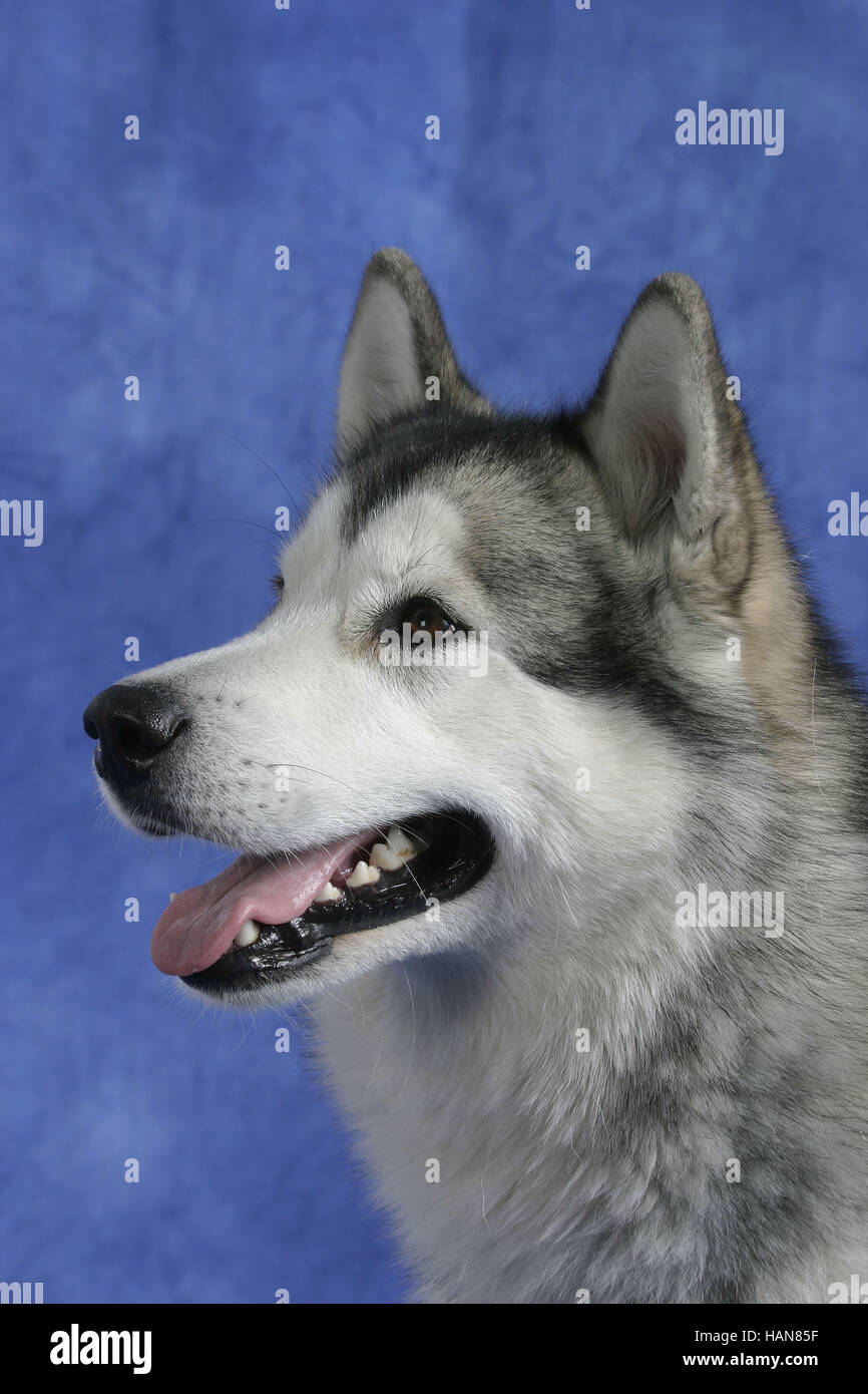 Alaskan mammals hi-res stock photography and images - Alamy