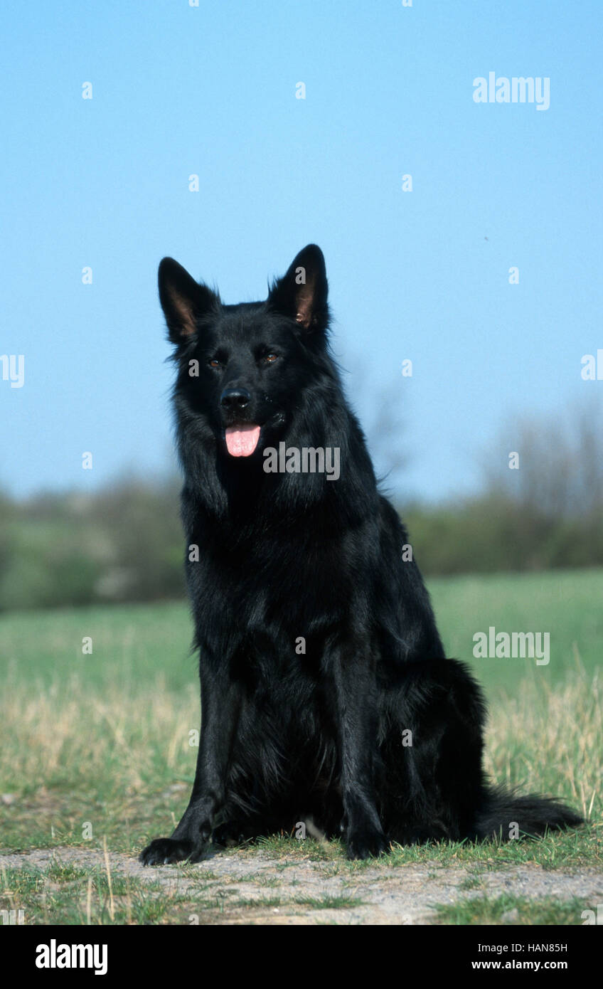 Huetehund hi-res stock photography and images - Alamy