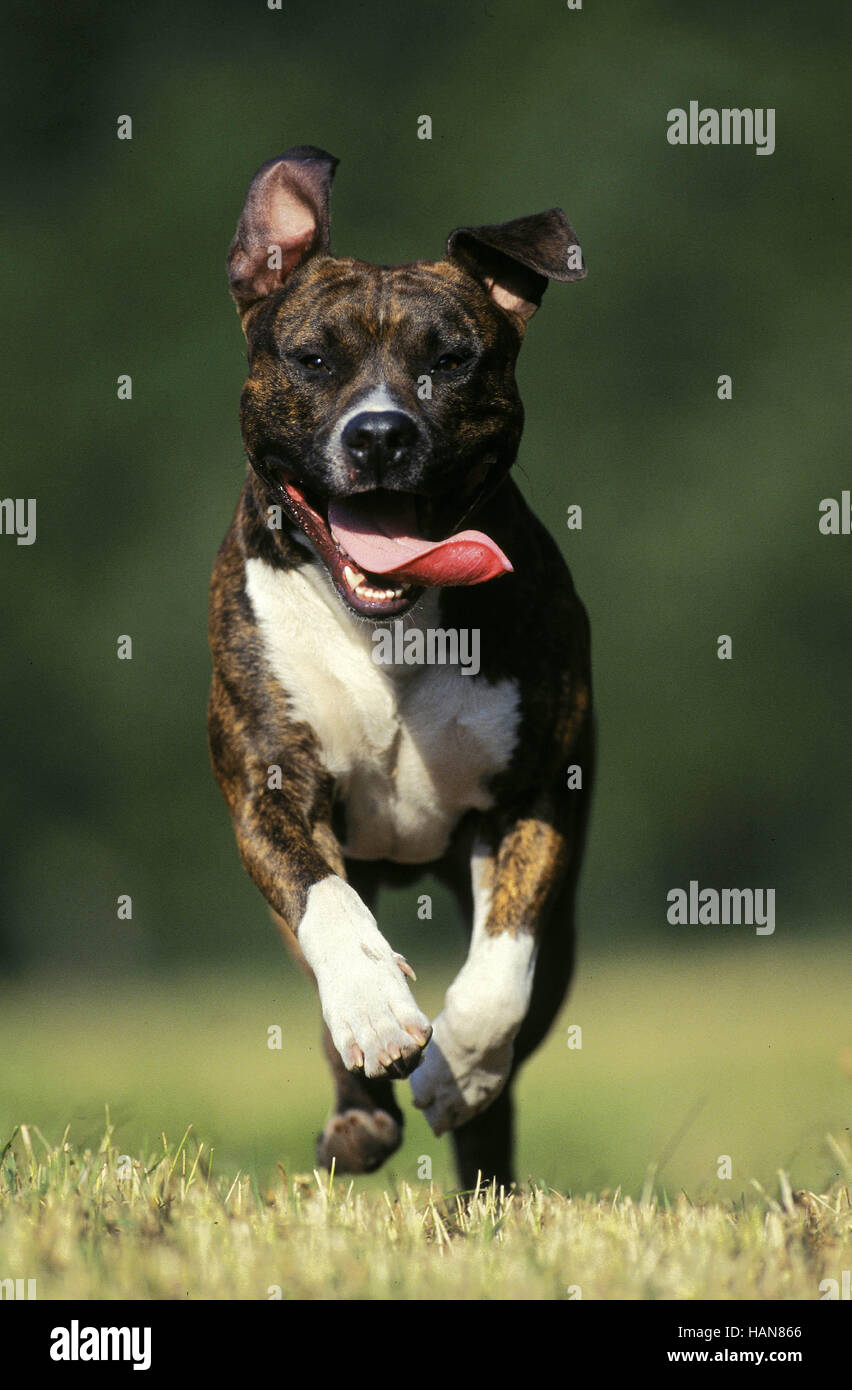 Pitbull terrier cane hi-res stock photography and images - Alamy