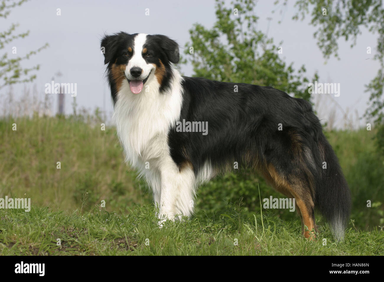 Berger Australien High Resolution Stock Photography and Images - Alamy