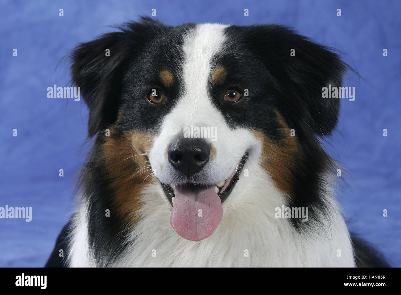 Berger australien hi-res stock photography and images - Alamy