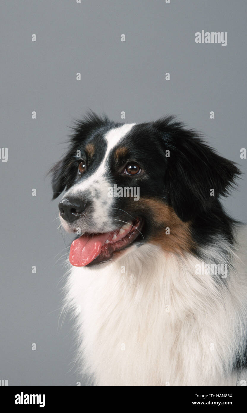 Berger Australien High Resolution Stock Photography and Images - Alamy