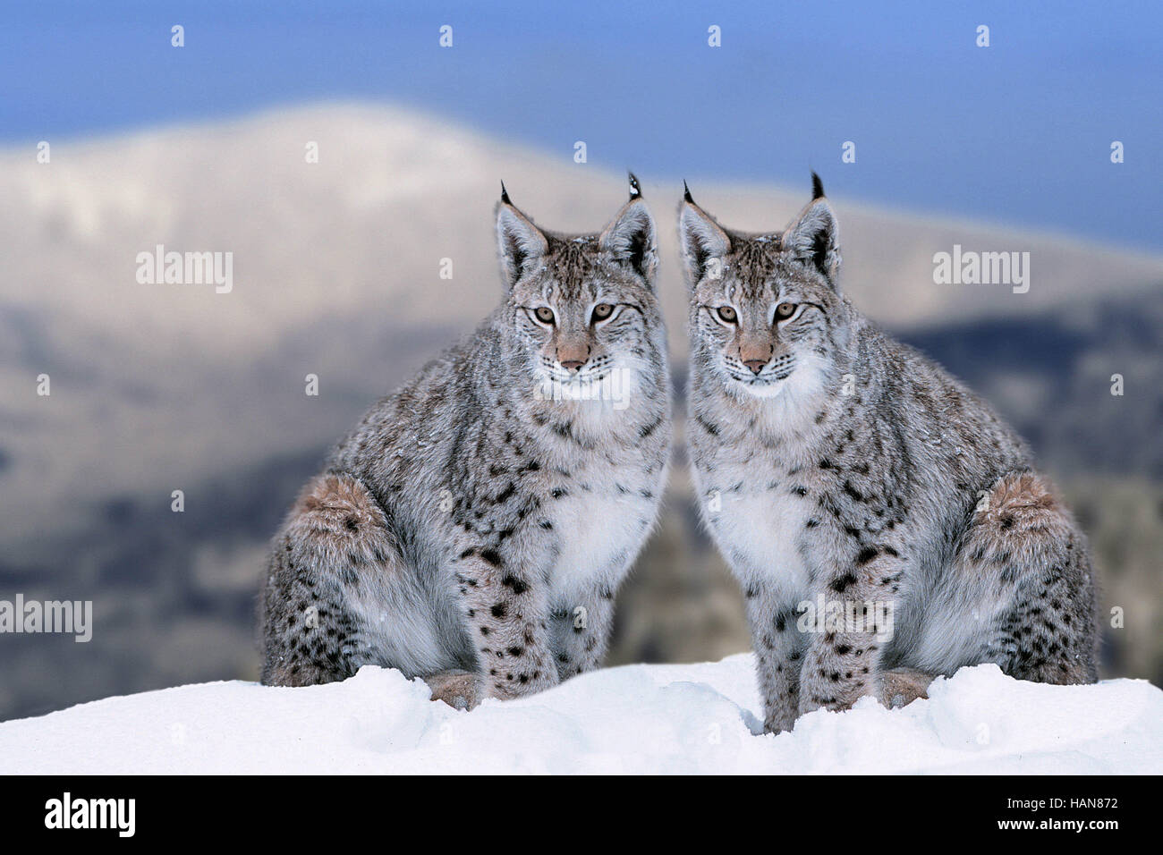 Eurasian lynx lynx lynx pair hi-res stock photography and images - Alamy