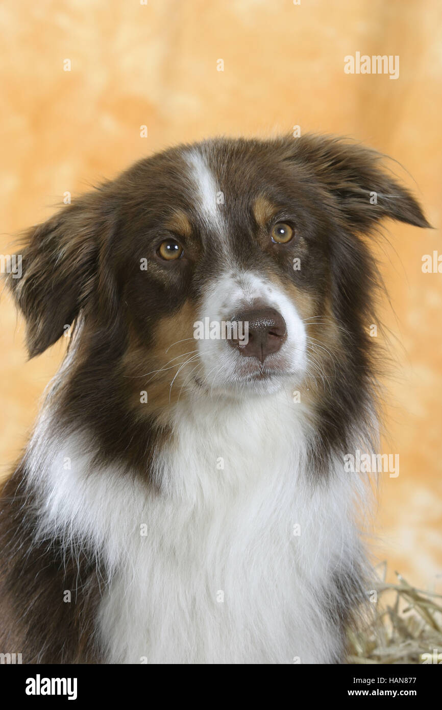 Berger Australien High Resolution Stock Photography and Images - Alamy