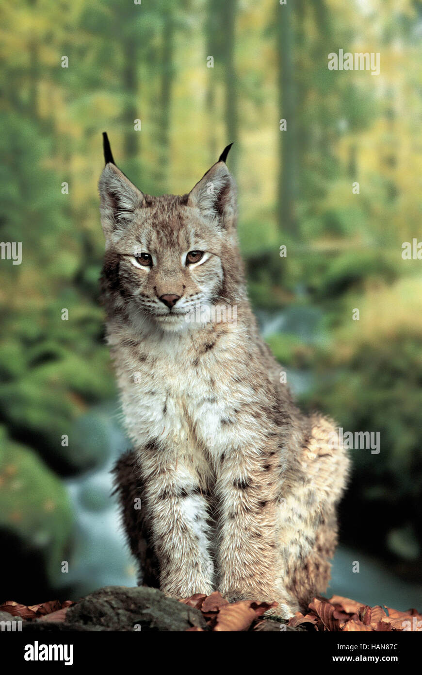Wildlife luchs hi-res stock photography and images - Alamy