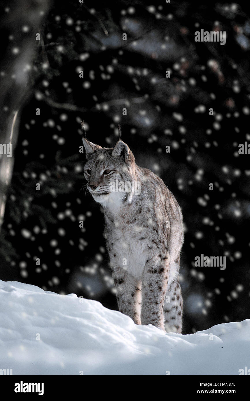 Luchs hi-res stock photography and images - Alamy