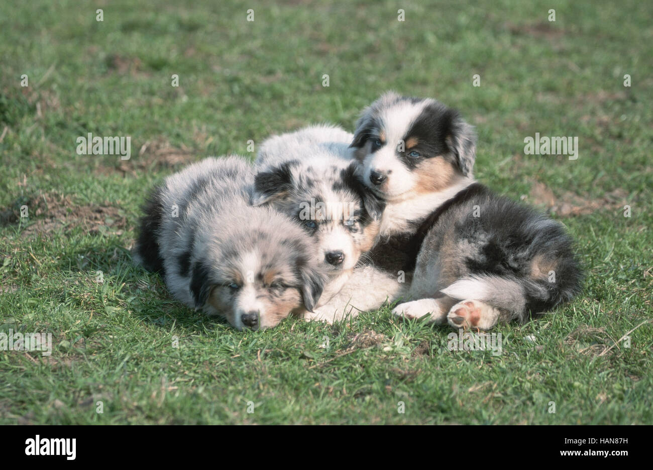 Dog australian shepherd aussie three hi-res stock photography and ...