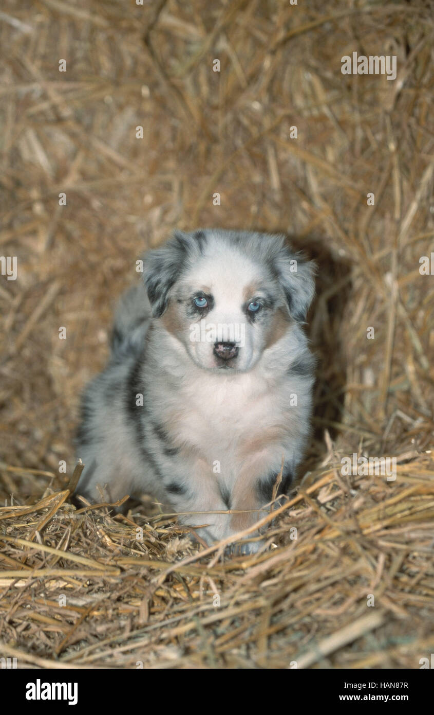 Berger australien hi-res stock photography and images - Alamy