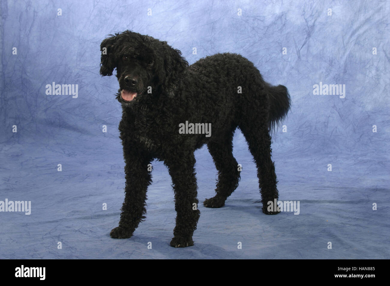 Perro barbet hi-res stock photography and images - Alamy