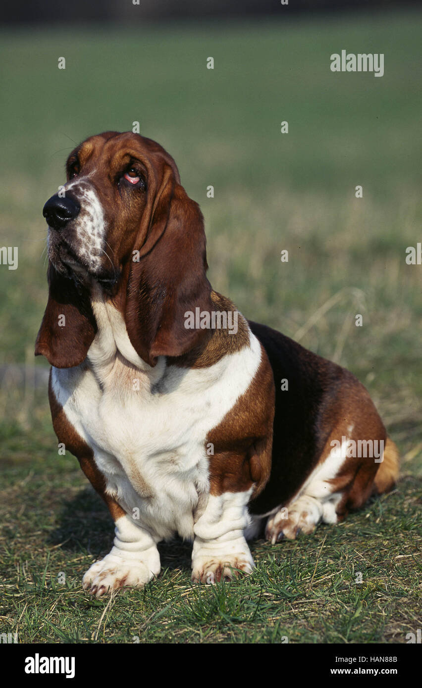 Hund frankreich hi-res stock photography and images - Alamy