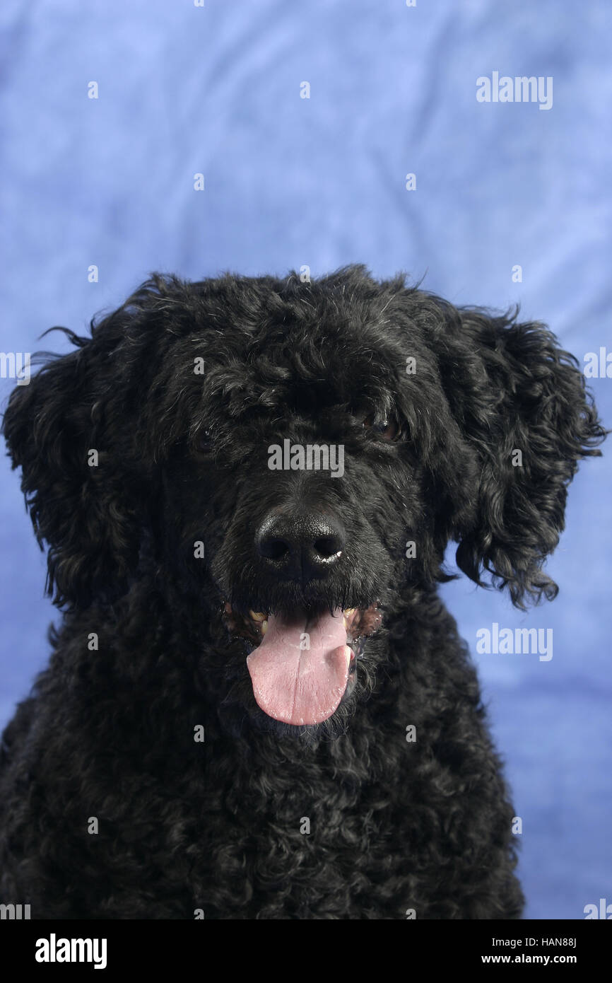 Barbet dog hi-res stock photography and images - Alamy