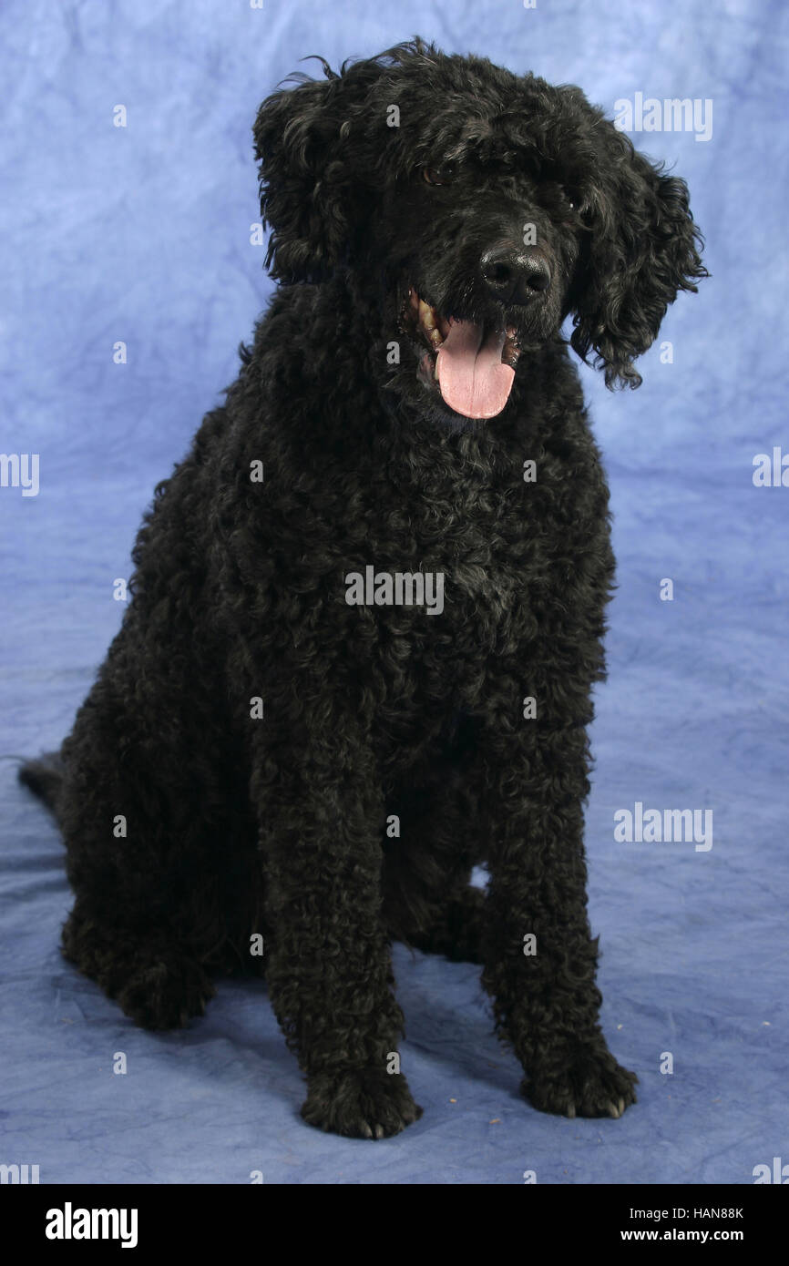 Perro barbet hi-res stock photography and images - Alamy