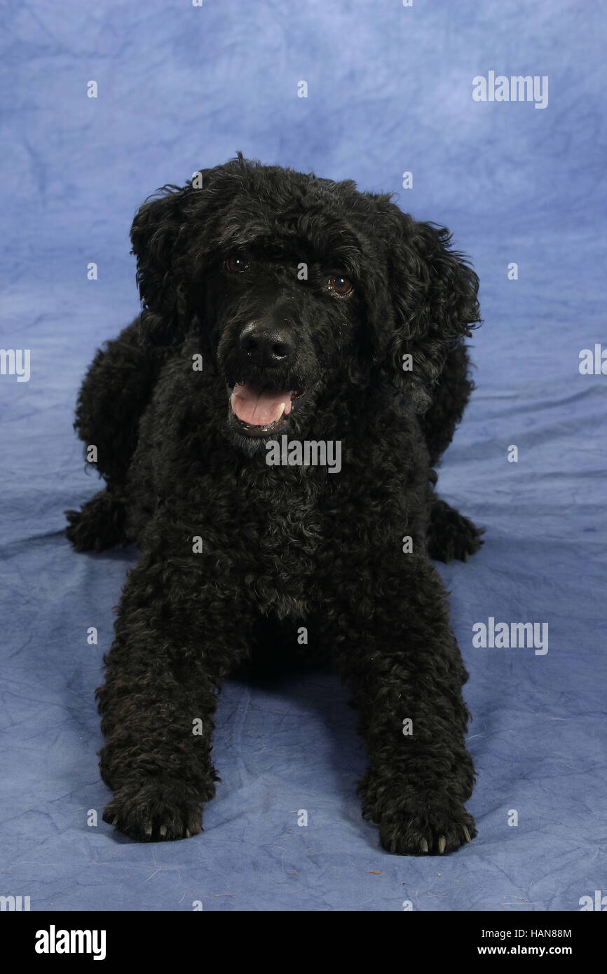 Perro barbet hi-res stock photography and images - Alamy