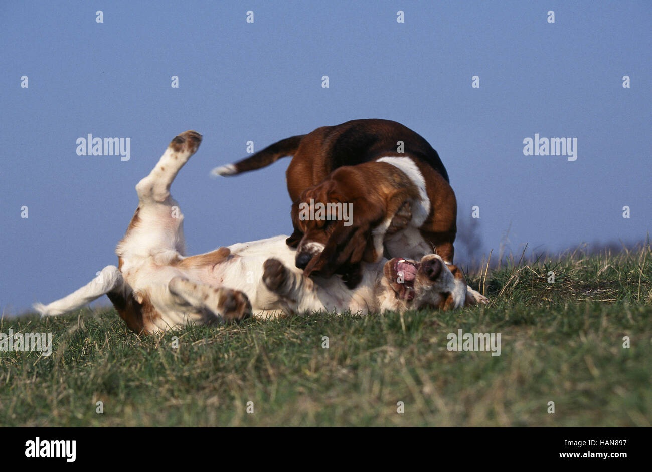 Game hound hi-res stock photography and images - Alamy