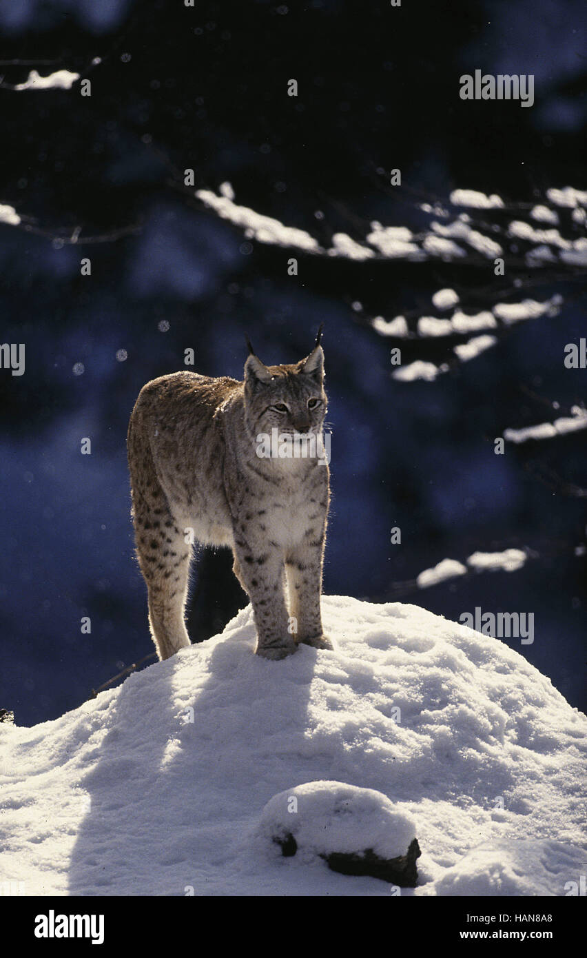 European Lynx / Europaeischer Luchs Stock Photo - Alamy