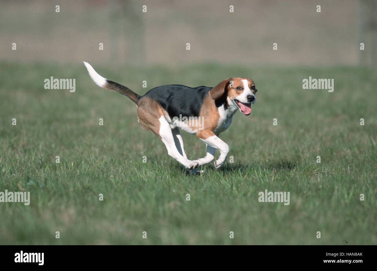 British beagle hi-res stock photography and images - Alamy