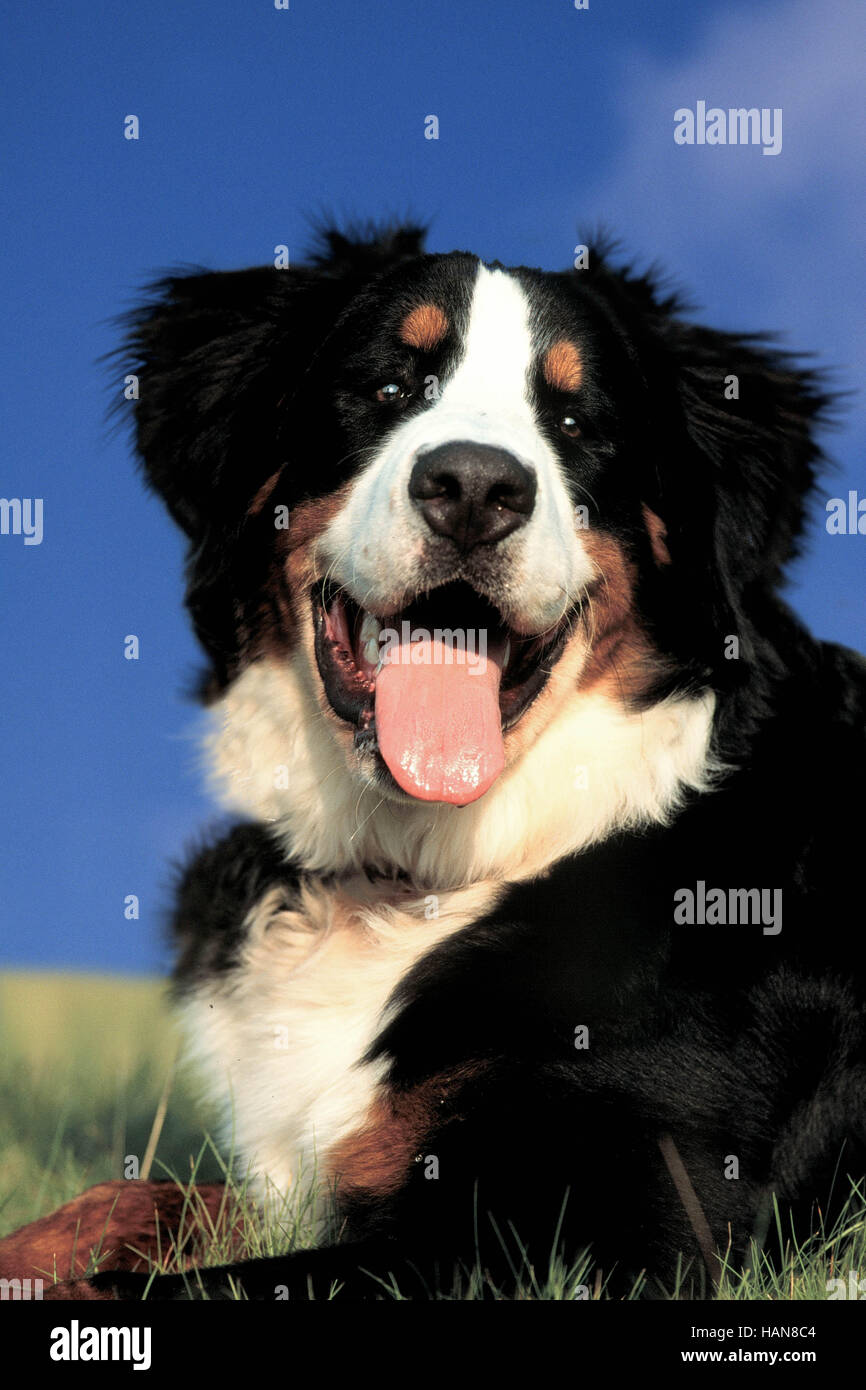 Perro berner hi-res stock photography and images - Alamy