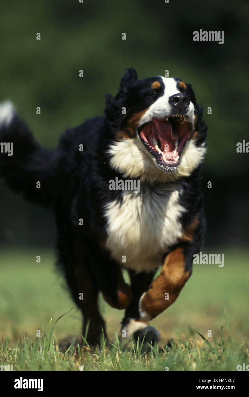 Perro berner hi-res stock photography and images - Alamy