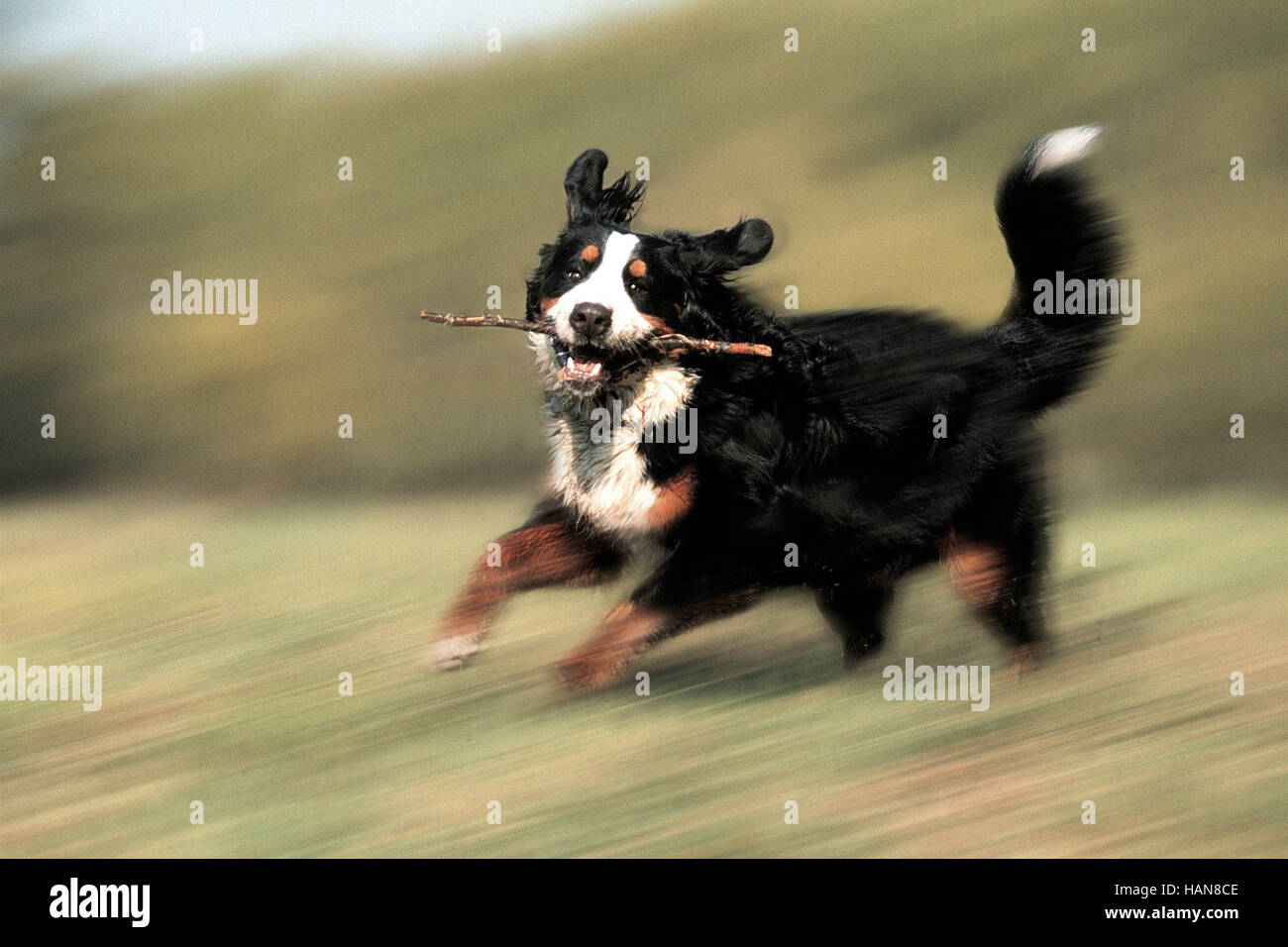 Perro berner hi-res stock photography and images - Alamy