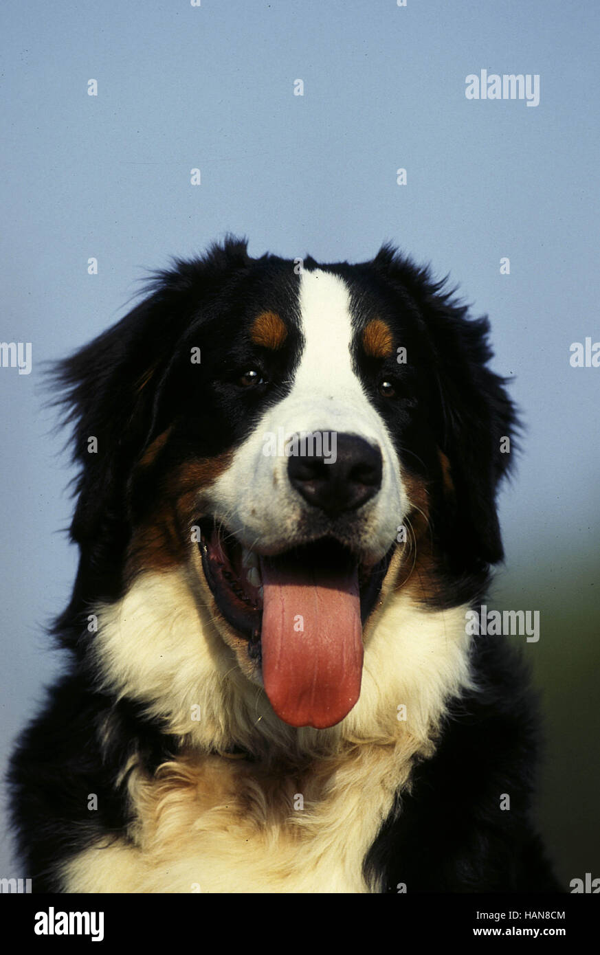 Perro berner hi-res stock photography and images - Alamy