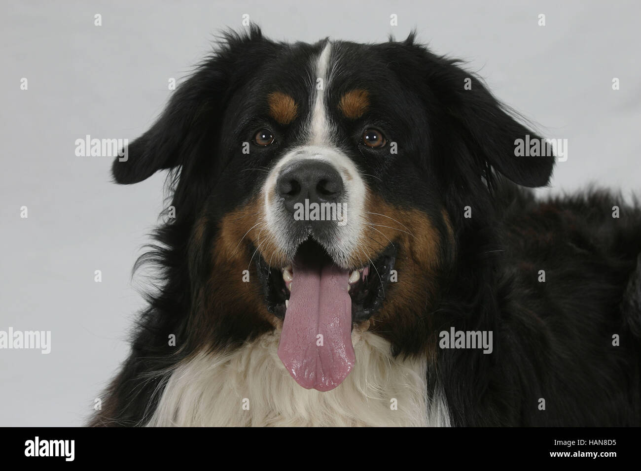 Perro berner hi-res stock photography and images - Alamy