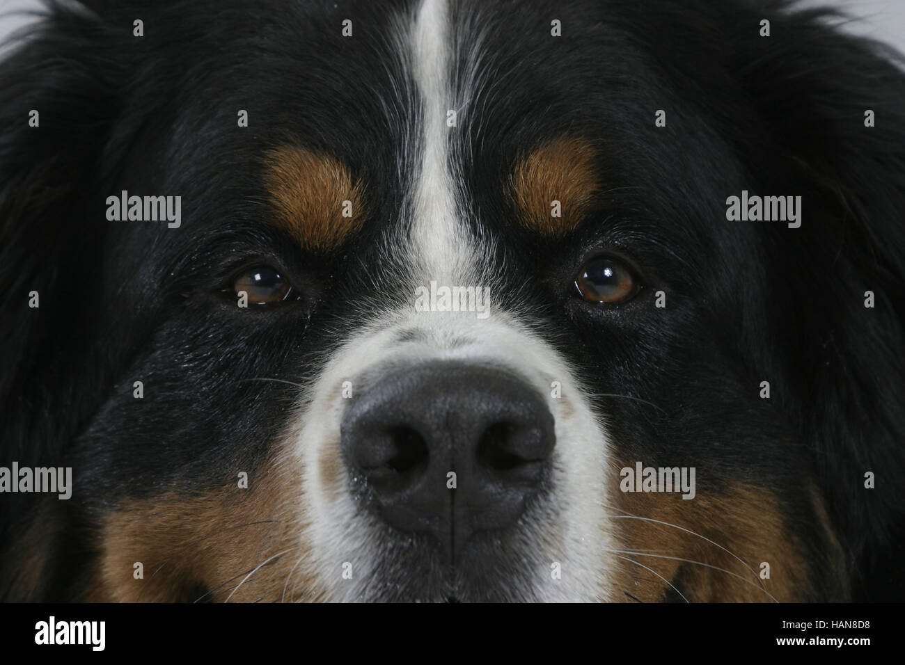 Perro berner hi-res stock photography and images - Alamy