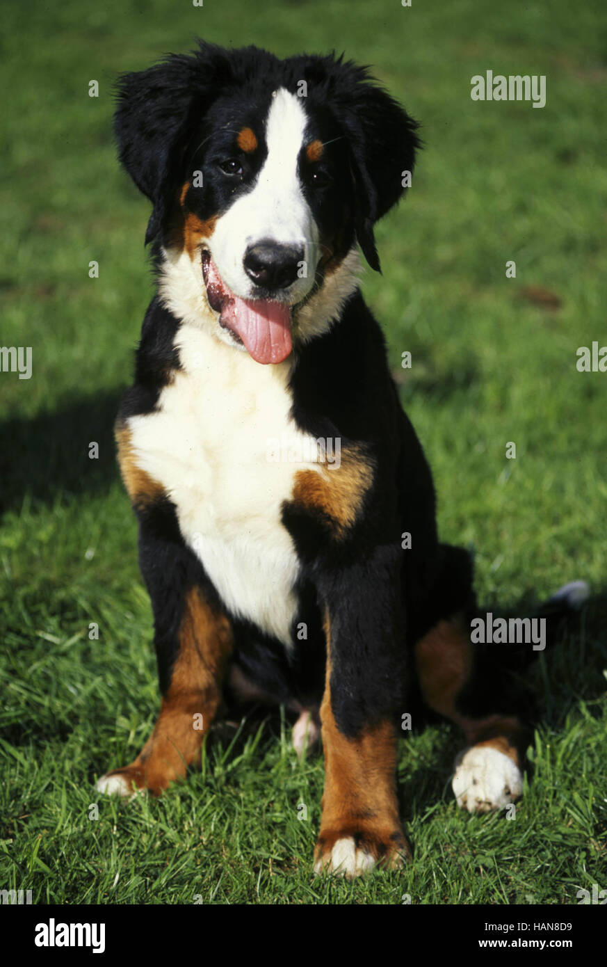 Perro berner hi-res stock photography and images - Alamy