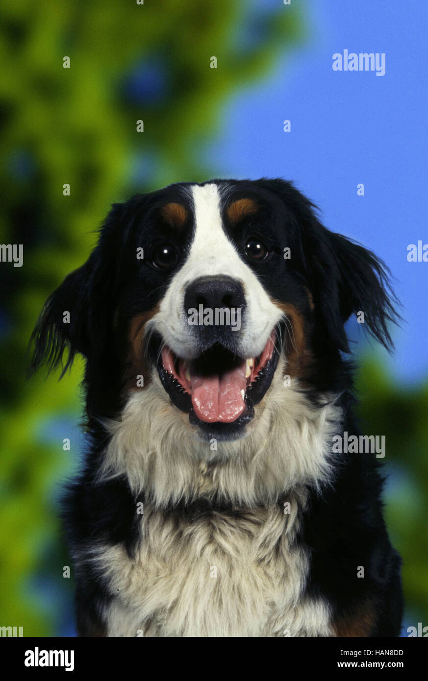 Perro berner hi-res stock photography and images - Alamy