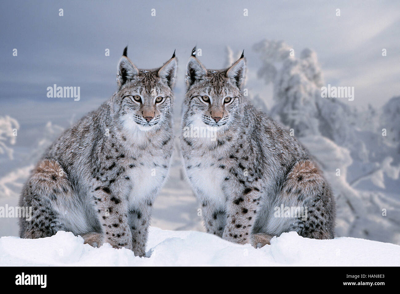 Eurasian lynx lynx lynx pair hi-res stock photography and images - Alamy