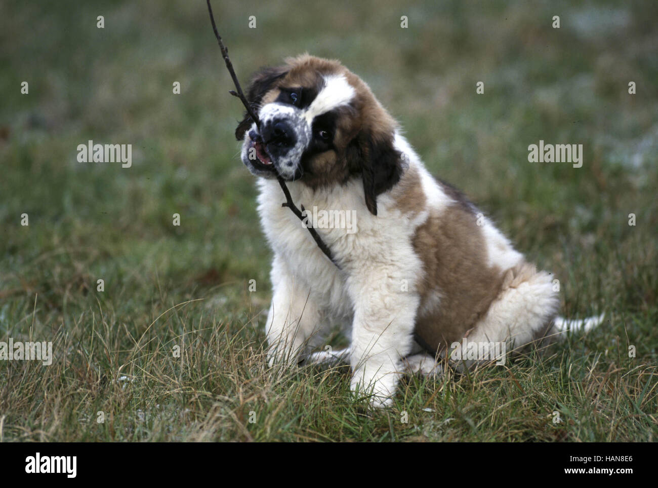 Saint bernhardshund hi-res stock photography and images - Alamy