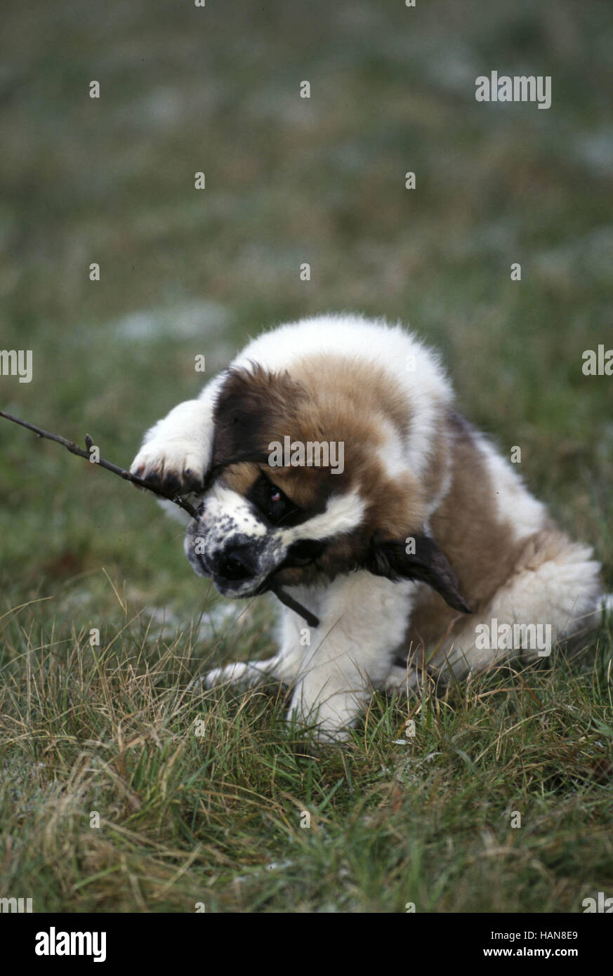 Bernhardiner Hund High Resolution Stock Photography and Images - Alamy