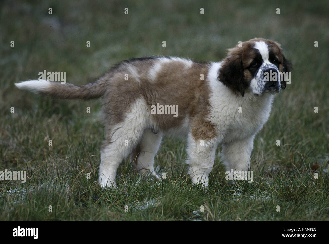 Bernhardiner Hund High Resolution Stock Photography and Images - Alamy