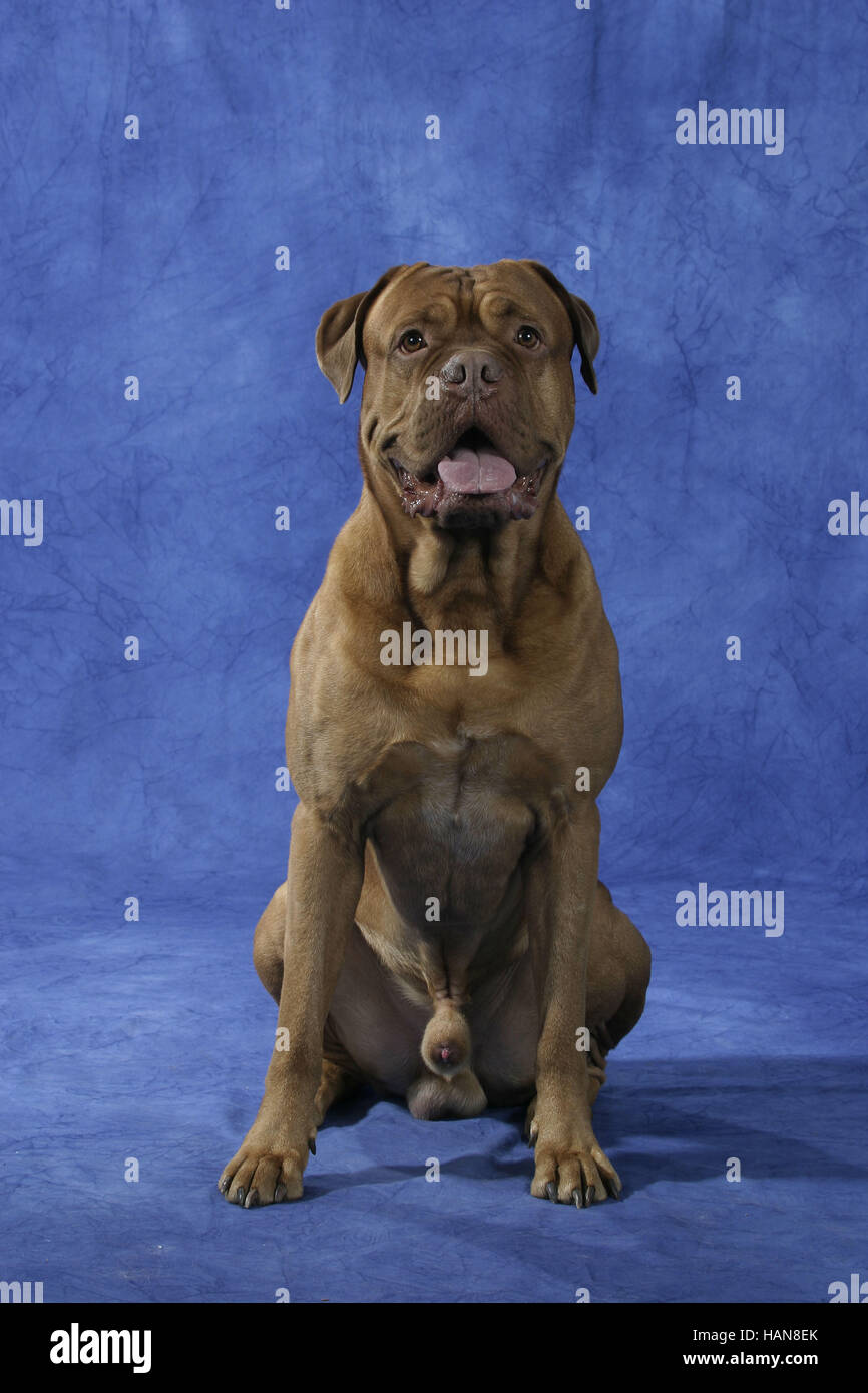 Doguin hi-res stock photography and images - Alamy