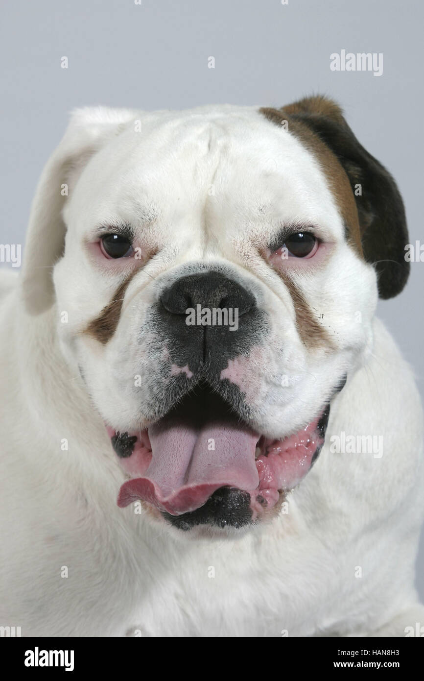 German Boxer Deutsche Boxer High Resolution Stock Photography and ...