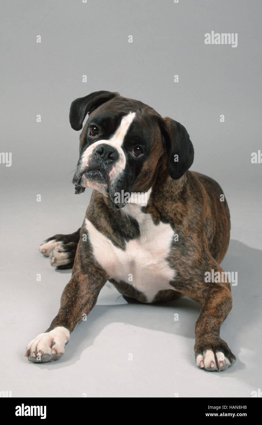 German boxer deutsche boxer hi-res stock photography and images - Alamy