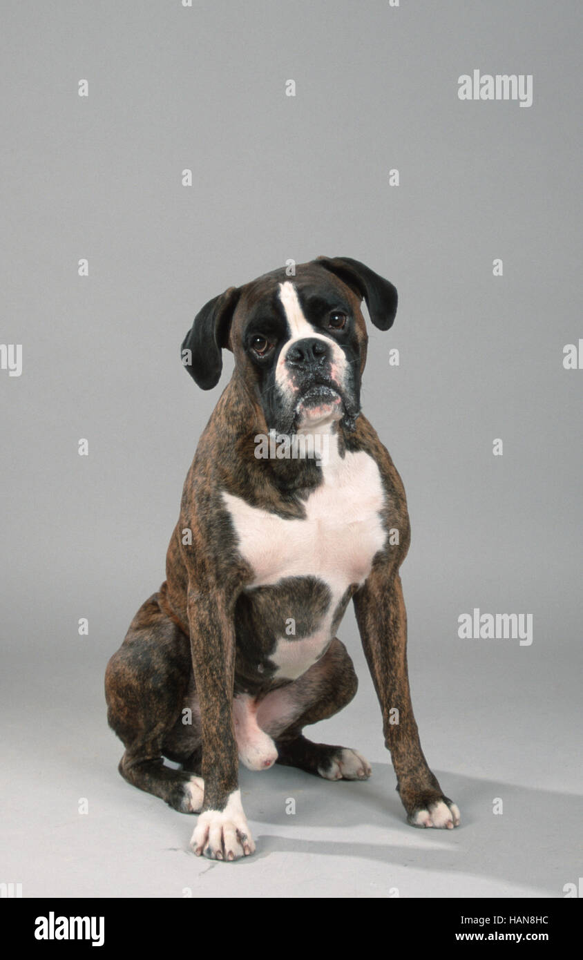 German Boxer Deutsche Boxer High Resolution Stock Photography and ...