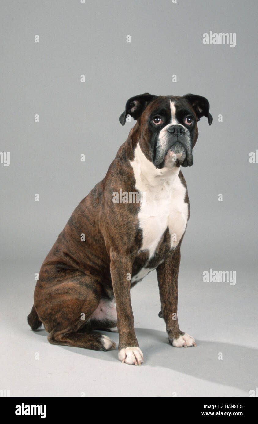 German boxer deutsche boxer hi-res stock photography and images - Alamy