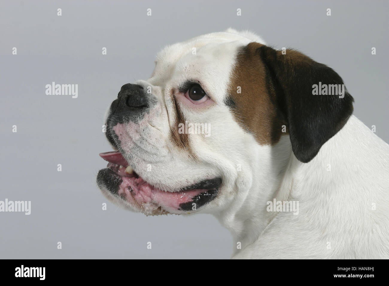 German boxer hi-res stock photography and images - Alamy