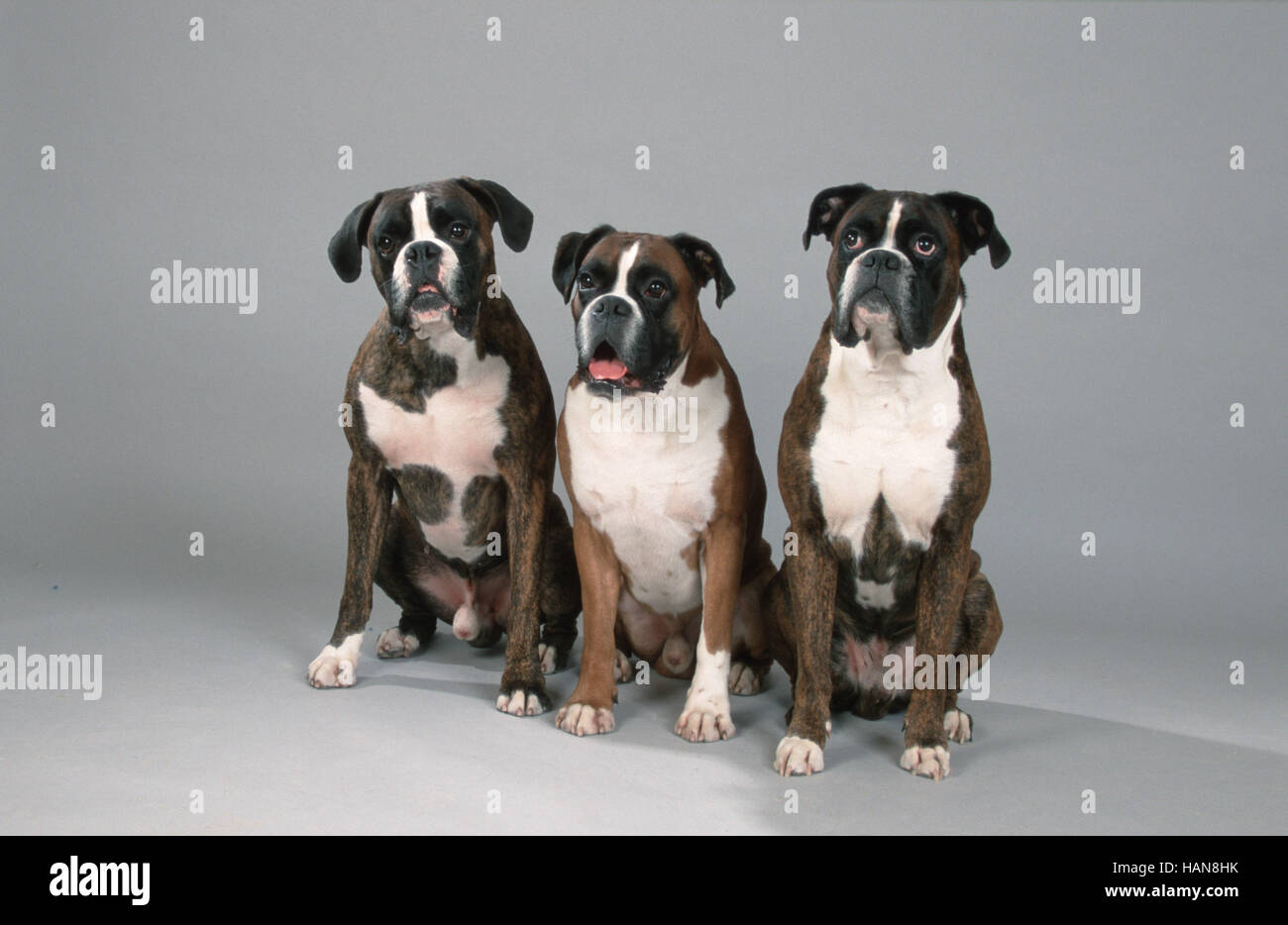 Three boxer dogs hi-res stock photography and images - Alamy