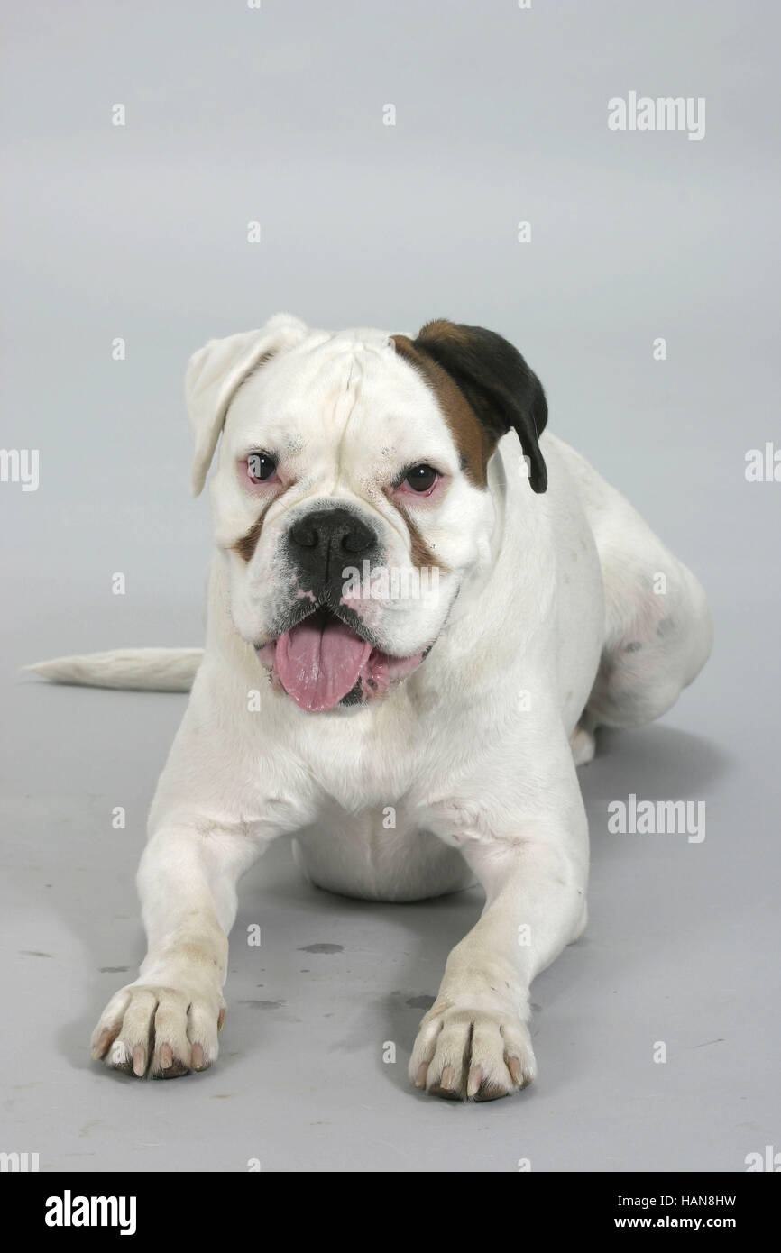 German boxer hi-res stock photography and images - Alamy