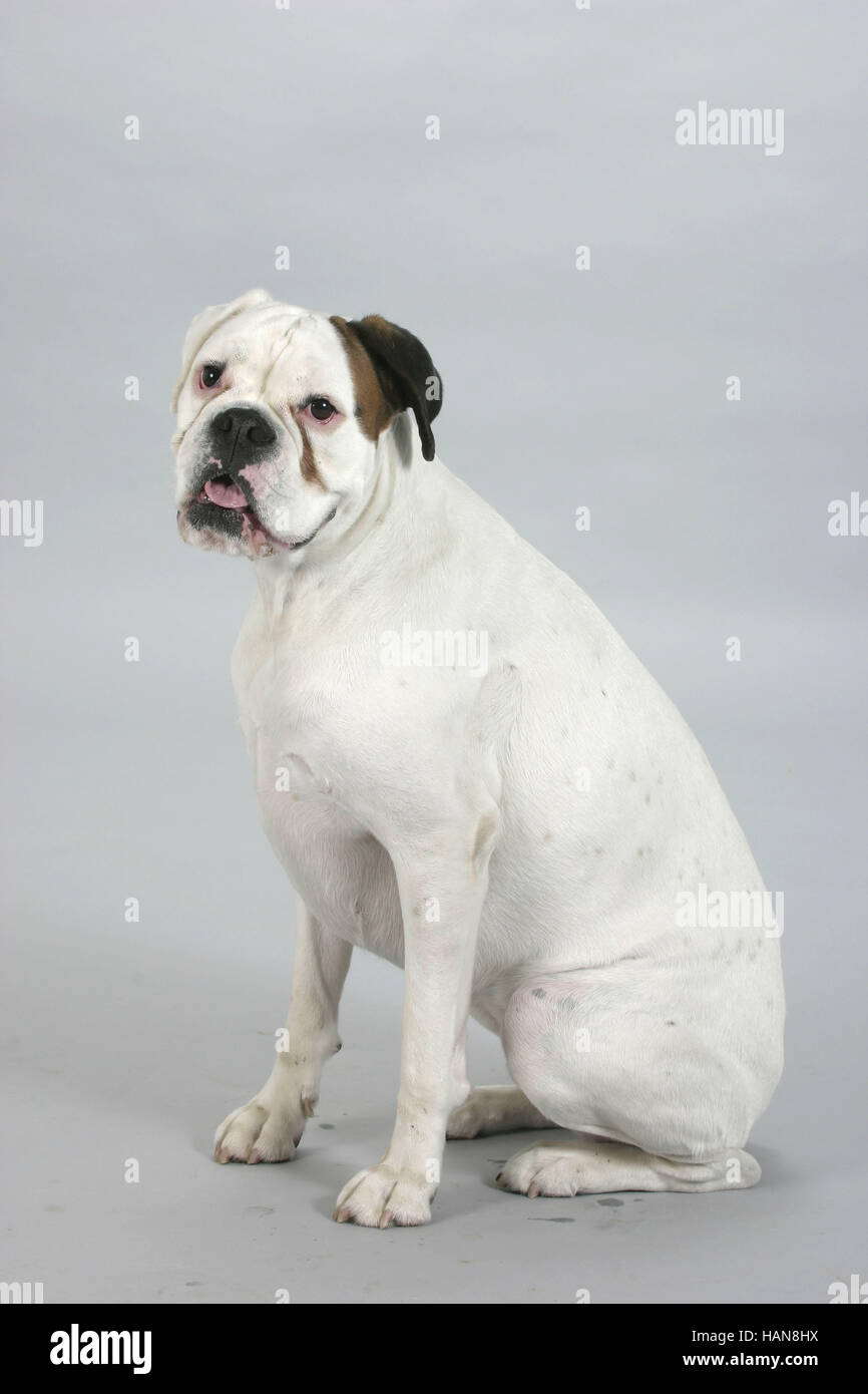 German boxer hi-res stock photography and images - Alamy