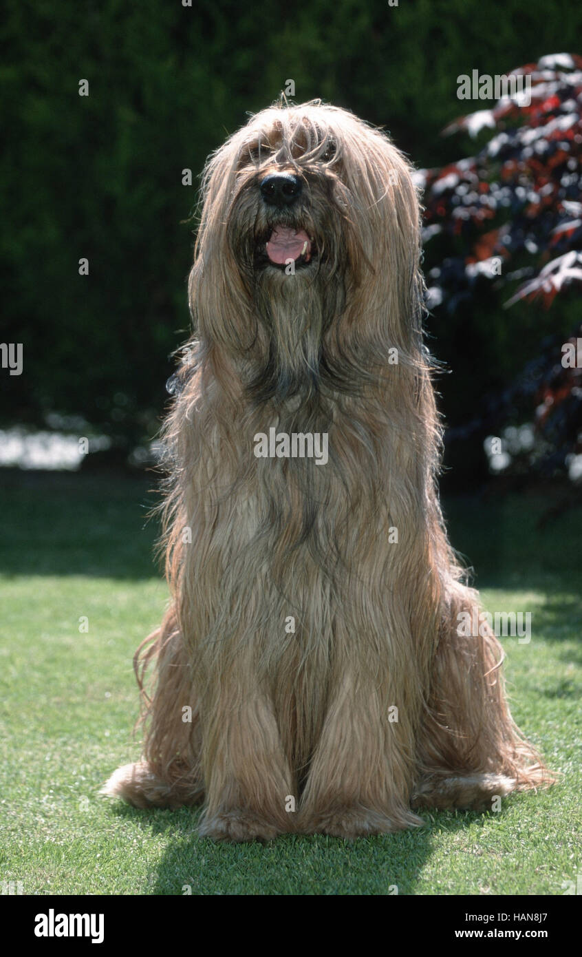 Briard hund hi-res stock photography and images - Alamy
