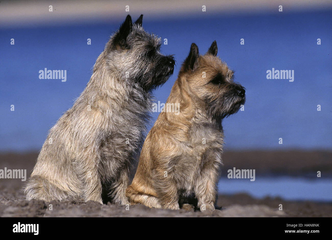 Scottish terrier brindle hi-res stock photography and images - Alamy