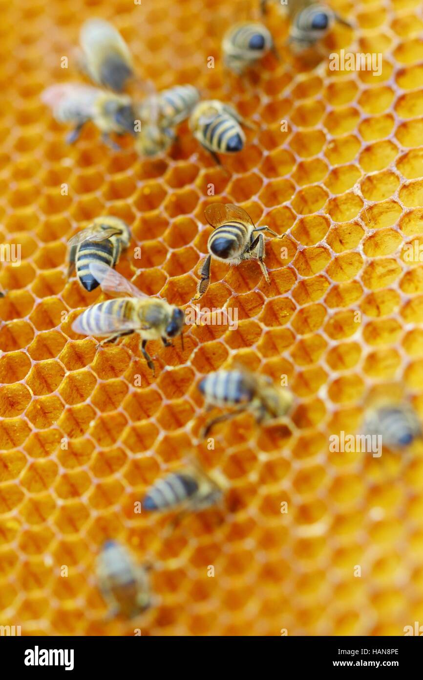 Bees workers in honeycomb Stock Photo - Alamy