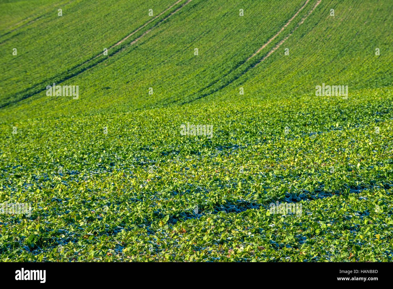 A frosty morning at the trees and hills of the Arun Valley Stock Photo ...