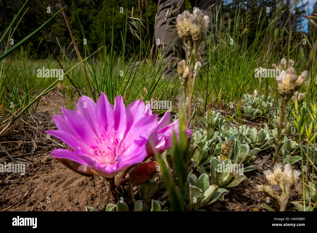 A paintbrush plant on the Hellroaring Trail in Yellowstone National ...